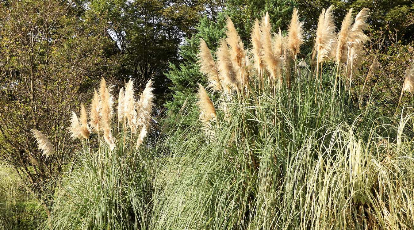 Ornamental Perennial Grasses | Tall Drought Tolerant Landscape Varieties