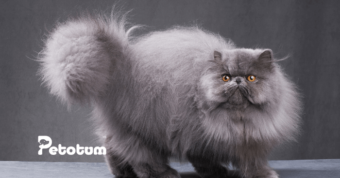 Persian Cats: The Guide For Pet Parents