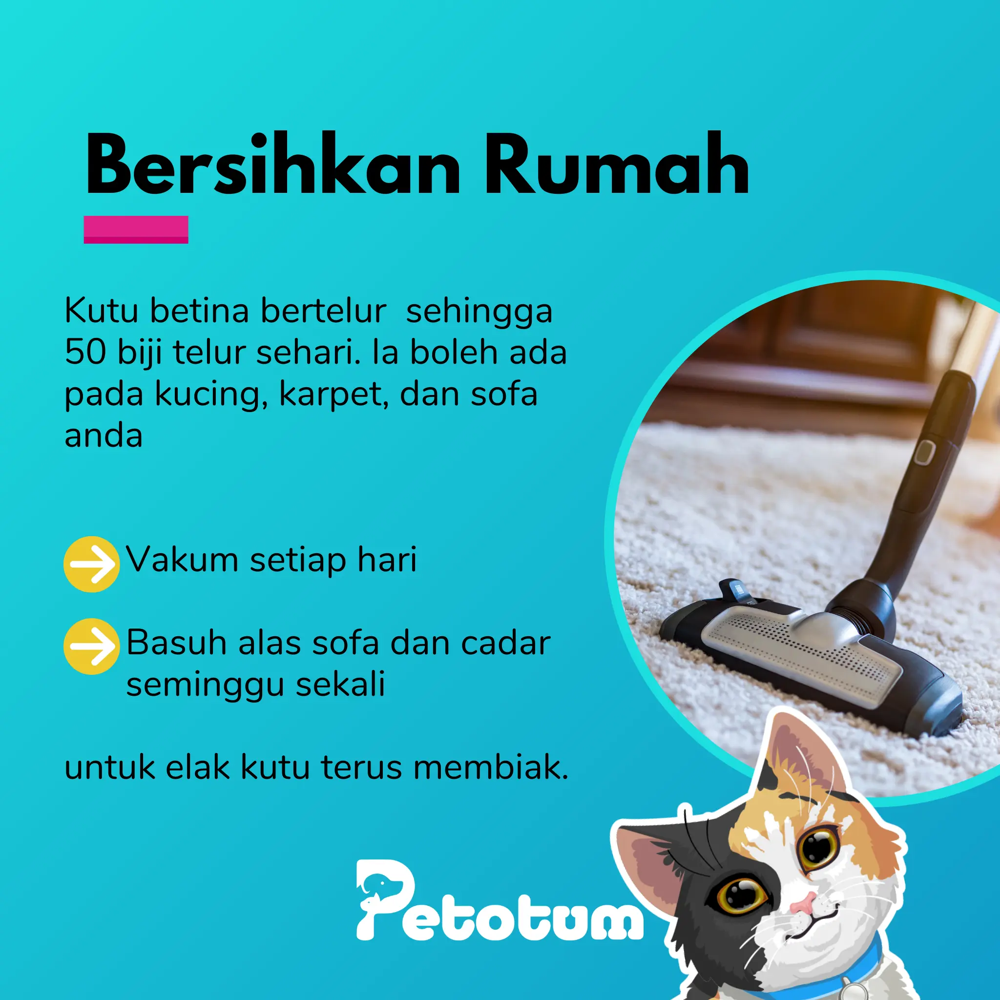 Cara Hilangkan Kutu Kucing Dengan Mudah dan Berkesan
