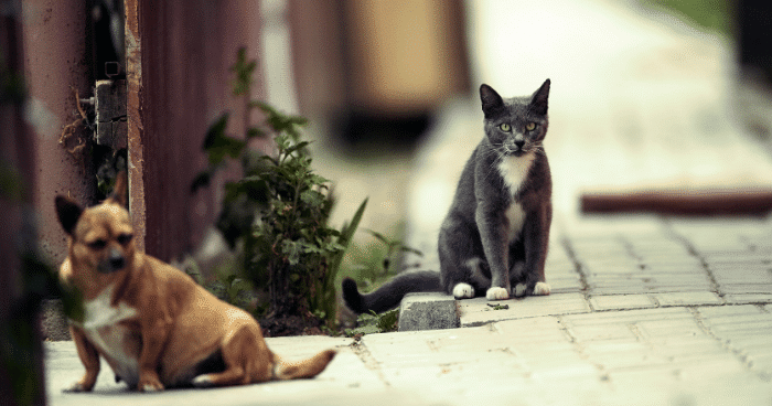 How We Can Reduce The Number of Strays Together?
