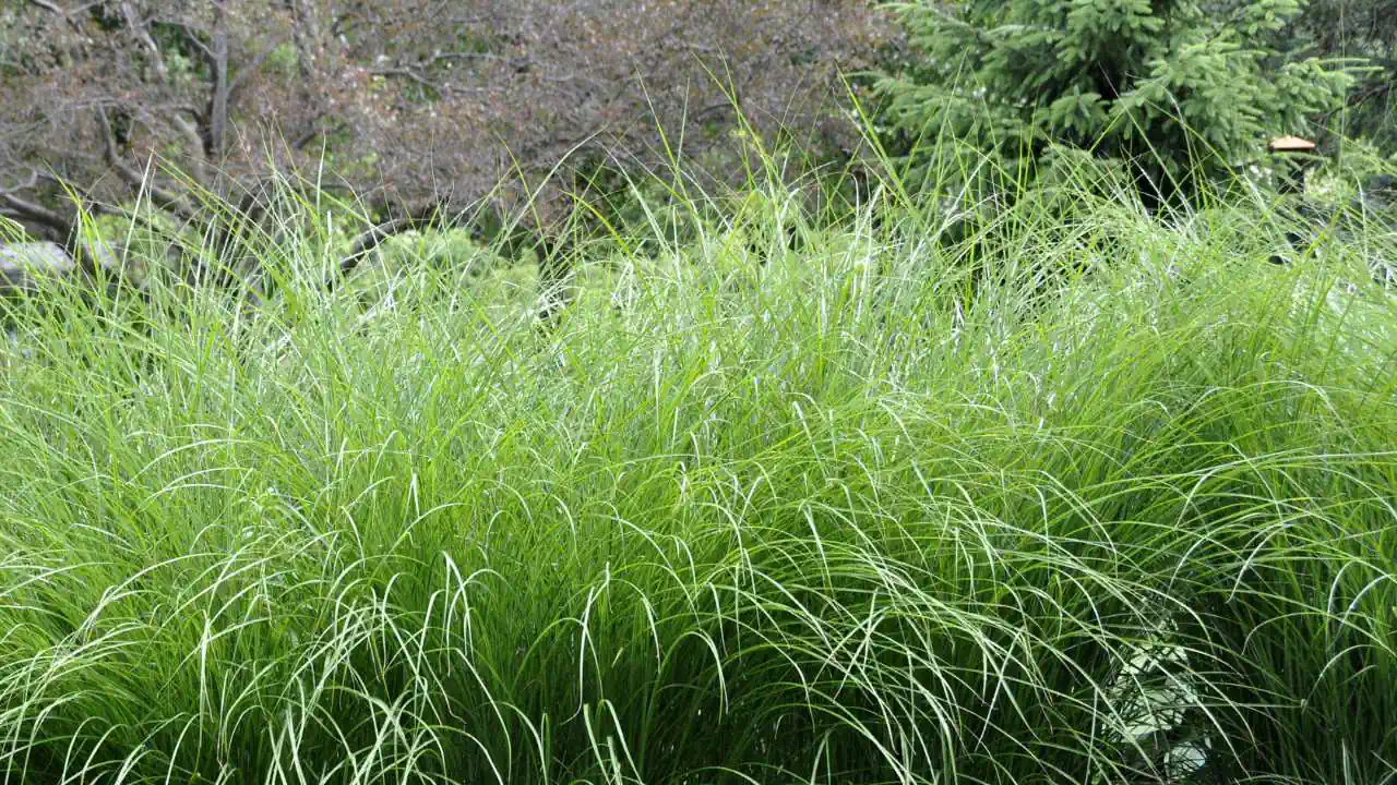 Best Medium Ornamental Grasses for Hedge Privacy | Design Guide