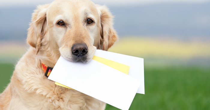 Your Complete Guide to Dog Licence in Malaysia