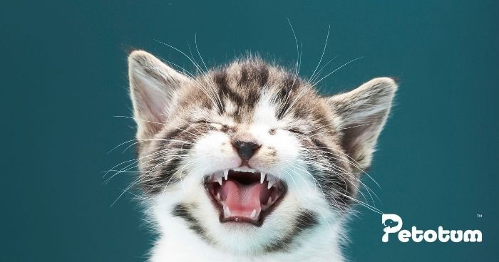 You ve Just Got a New Kitten and It Won t Stop Meowing