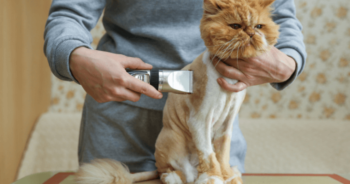 Apa Yang Perlu Anda Tahu Tentang Grooming Lion Cut
