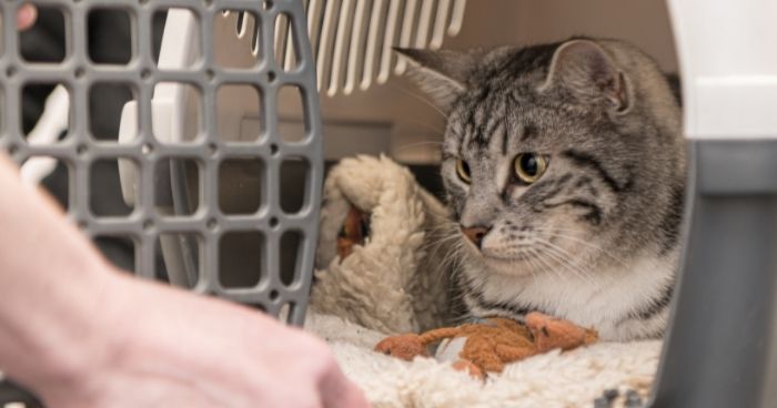 The Complete Guide to Pet Taxi Services