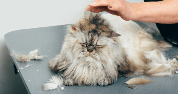Apa Yang Perlu Anda Tahu Tentang Grooming Lion Cut