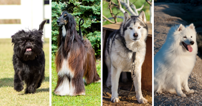 4 Most Popular Dog Breeds in The World