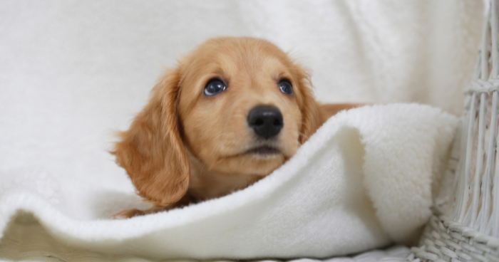 3 Super Easy Method To Potty Train a Puppy