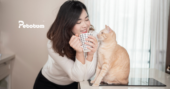 Insuran Kucing - Jimatkan perbelanjaan rawatan kucing anda