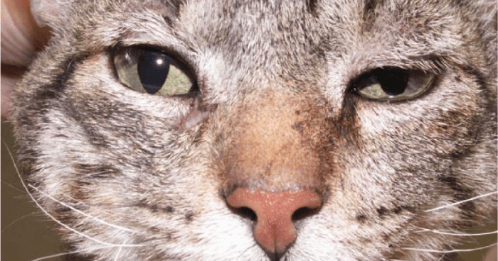 What You Need to Know About Cat Eye Infections