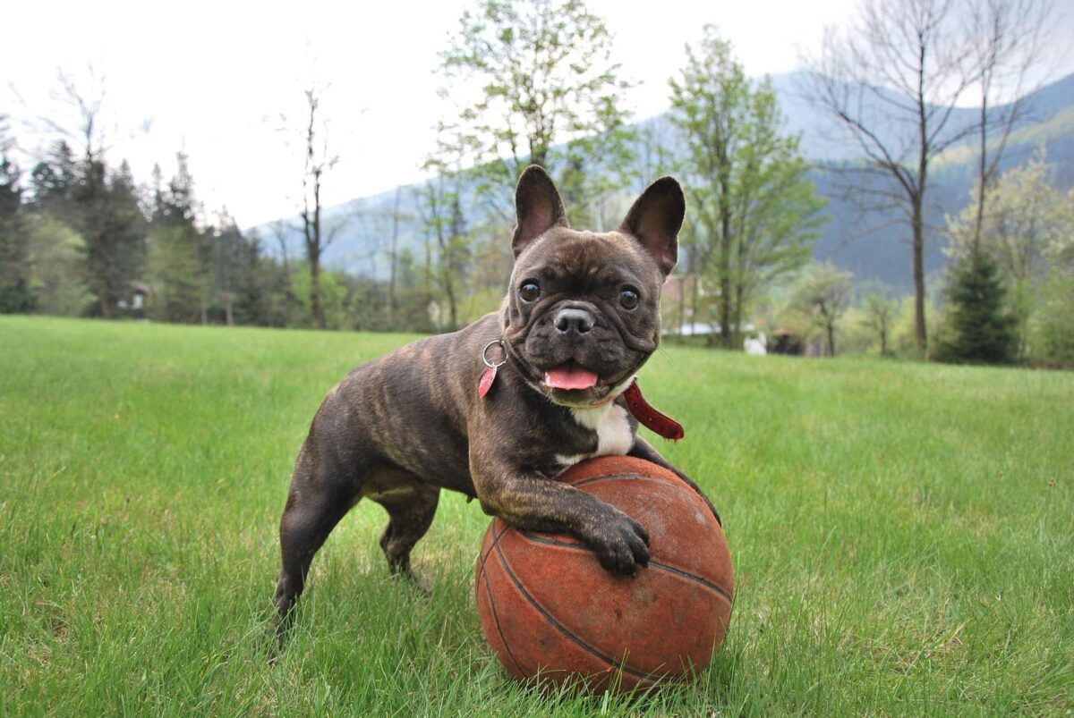 French Bulldog Training & Boarding | Royvon