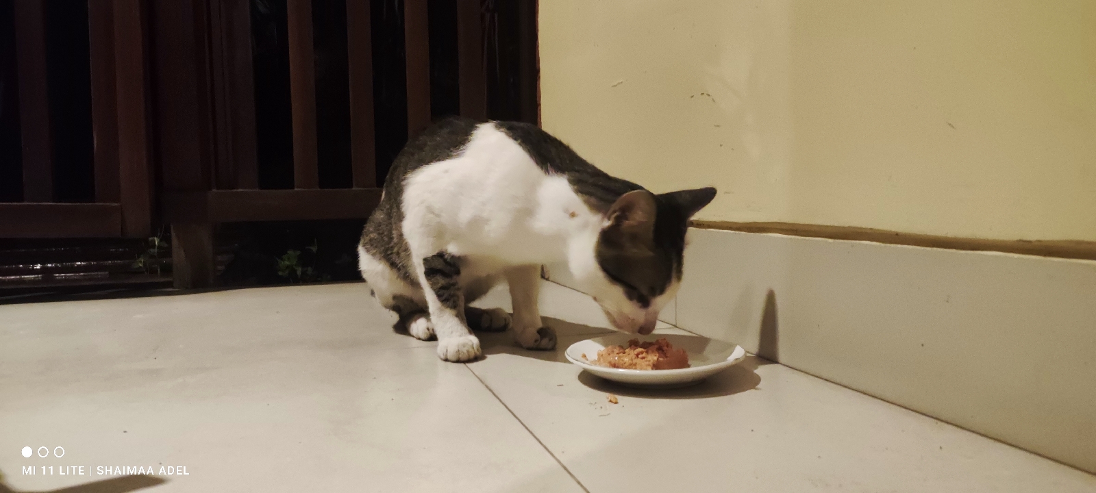 The cat & I & the silent conversation